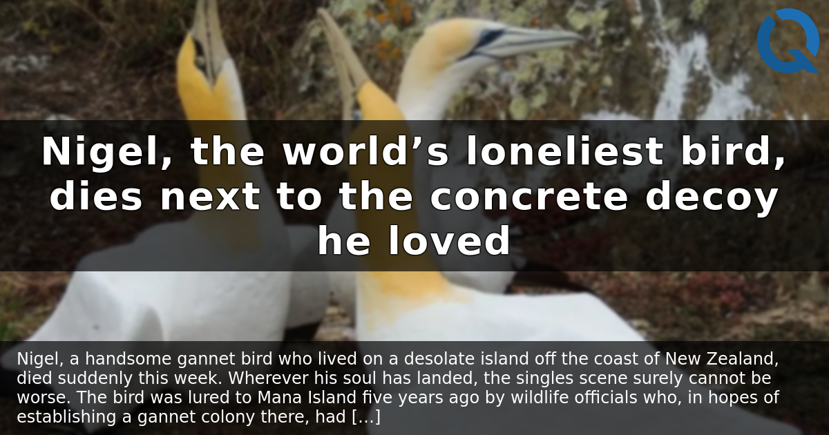 Nigel, the world’s loneliest bird, dies next to the concrete decoy he ...