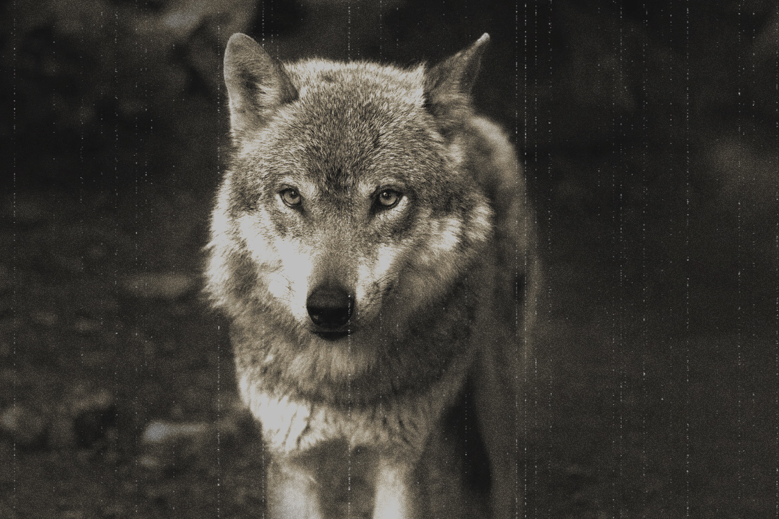 Oxford’s Wild Wolf Three – Dan Q